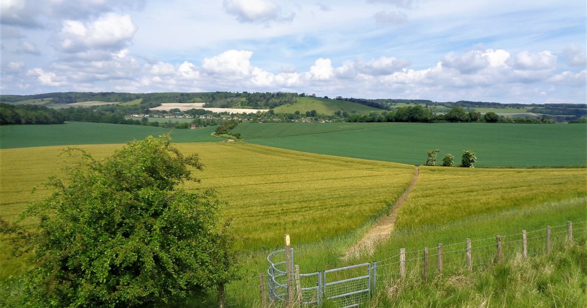 Chilham walk - Ramblers